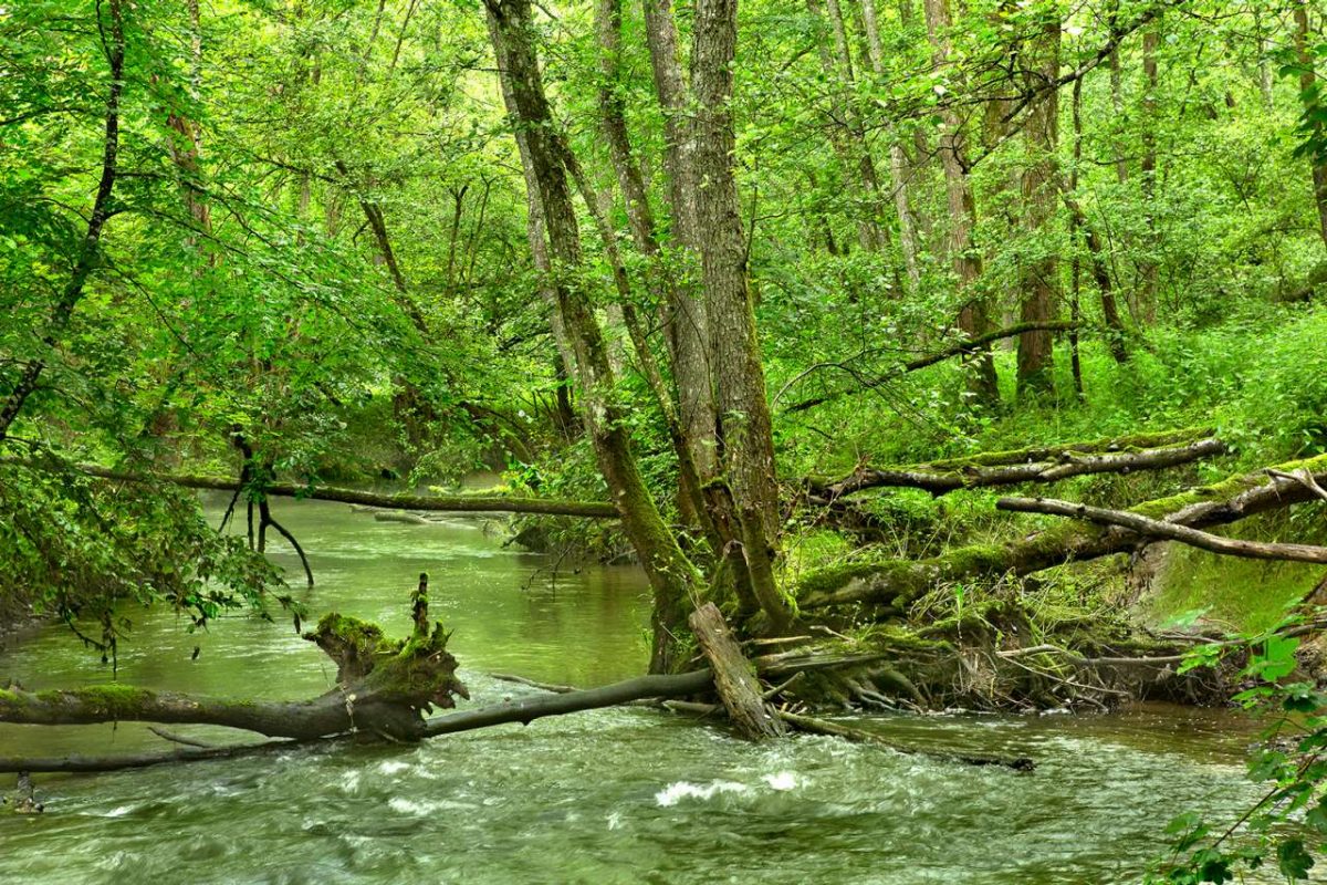 La Journée internationale des forêts un peu autrement – smartcitiesmag.lu
